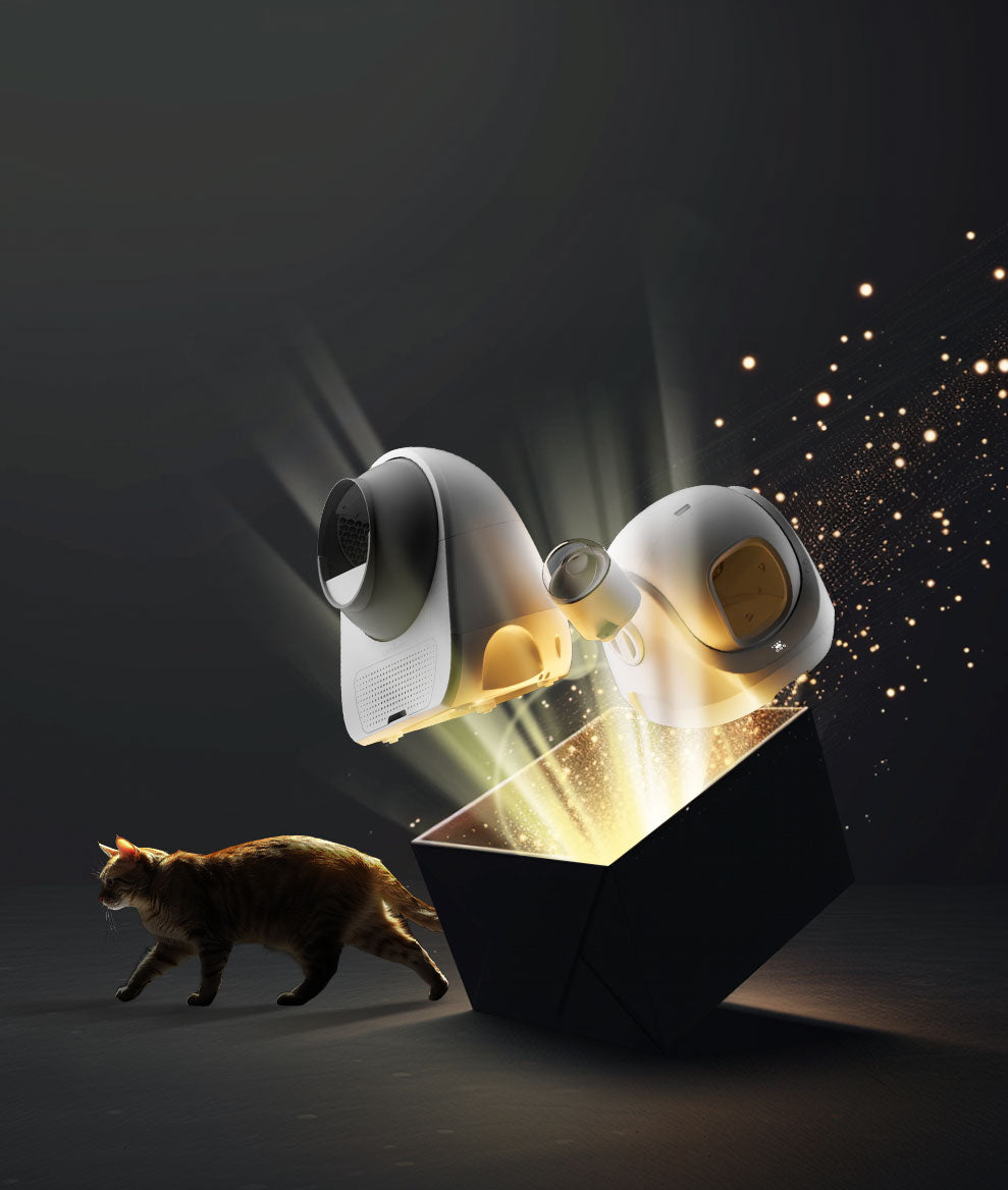 CATLINK Official Website