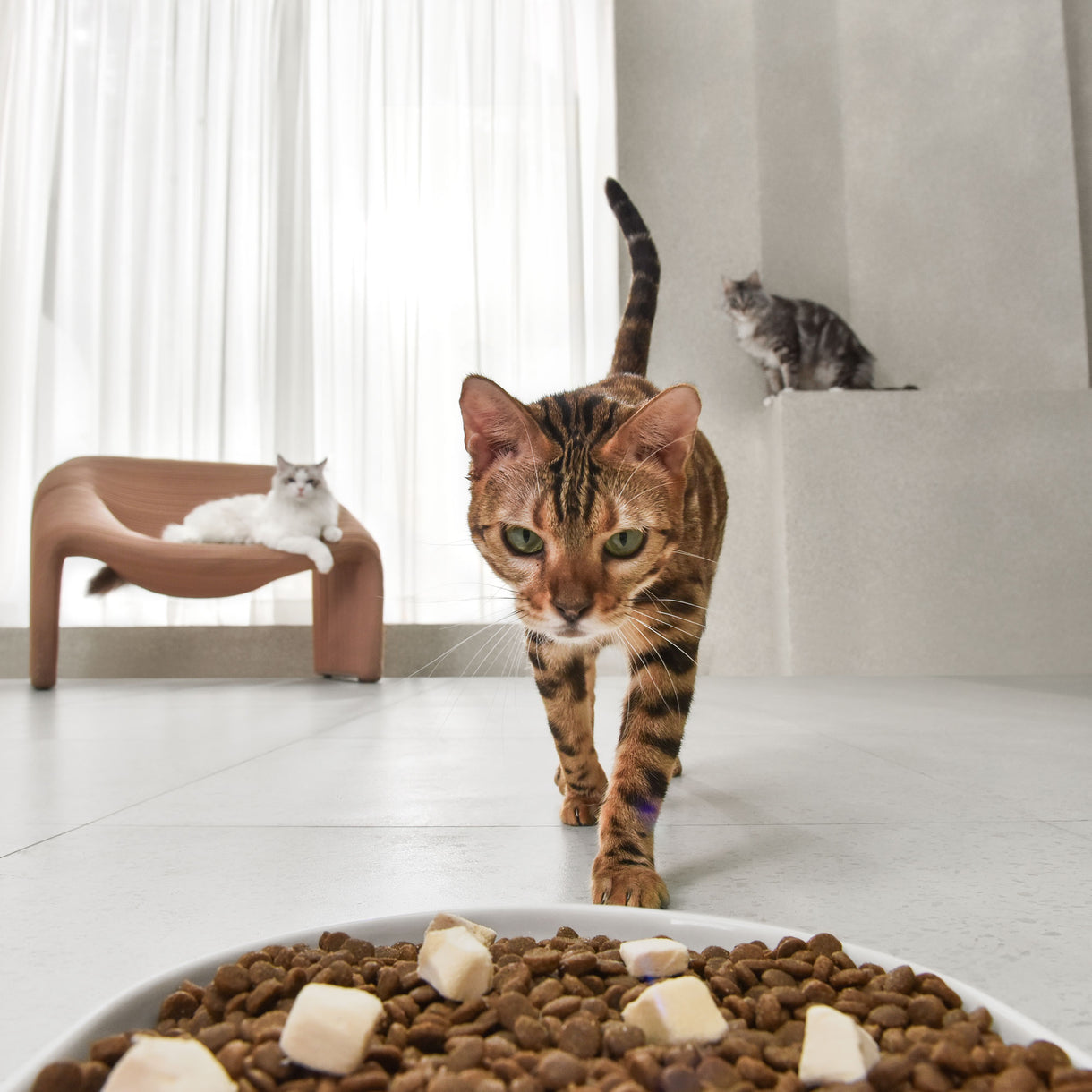 CATLINK Multi-Cat Recognition Automatic Feeder - Facelink